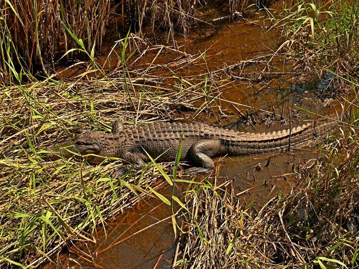 Adult Gator - Robert Brown Photography - Photography, Animals, Birds ...