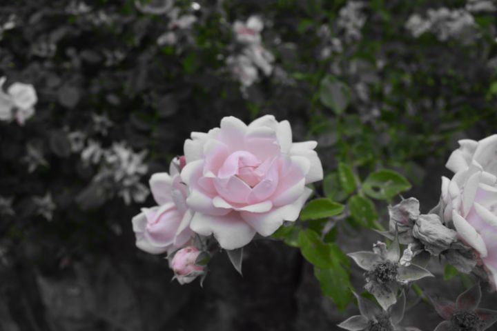 Stand out - Picture Perfect - Photography, Flowers, Plants, & Trees ...