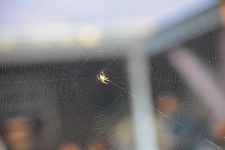 Charlottes Web Spider