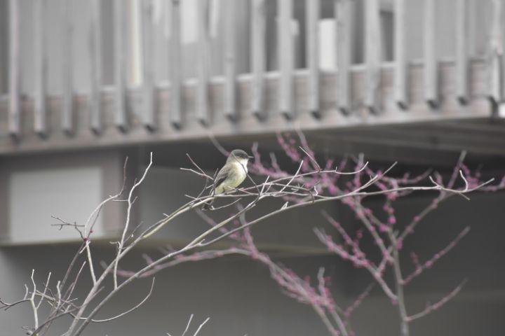 little bird - Picture Perfect - Photography, Animals, Birds, & Fish ...