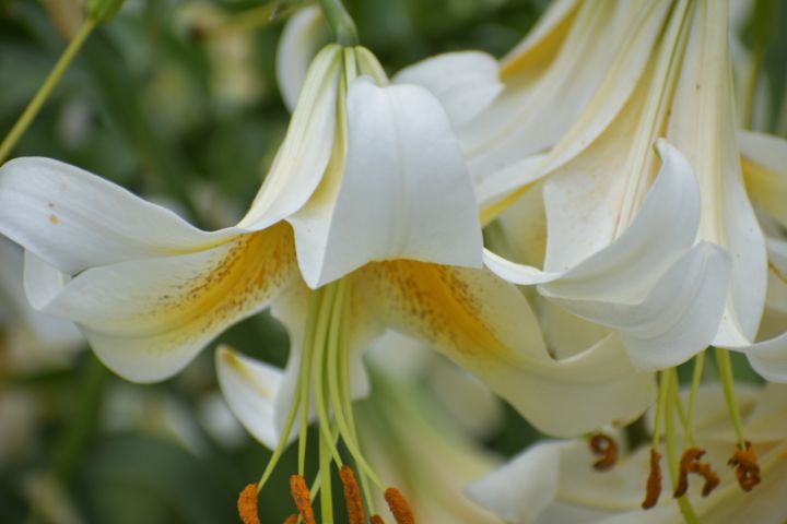 White Hanging Lilies - Amber Ann Photography - Photography, Flowers ...