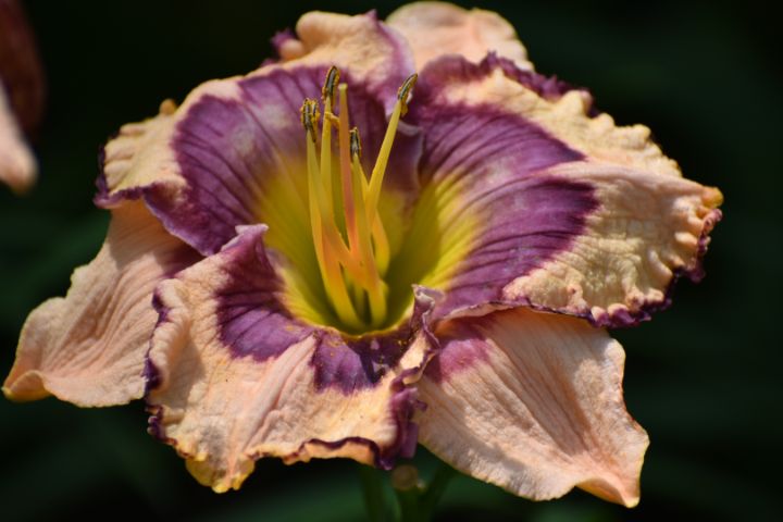 Dreamsicle and Grape Jelly Lily - Amber Ann Photography - Photography ...