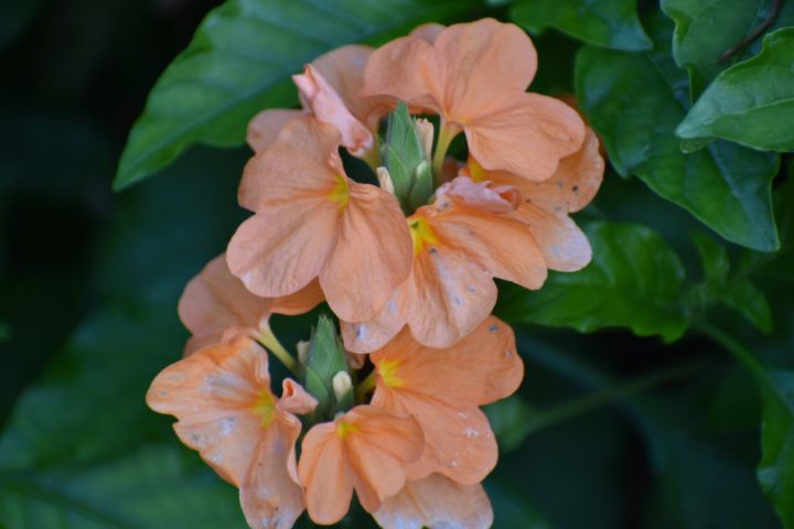 Firecracker plant - Amber Ann Photography - Photography, Flowers ...