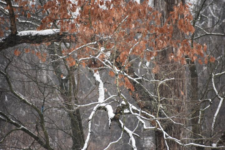 First Snow Fall - tree limbs - Amber Ann Photography - Photography ...