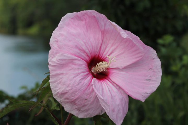 A beautiful Crimsoneyed rose-mallow - A.I.R Photography - Photography ...