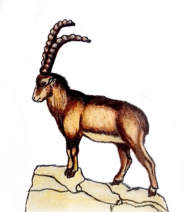 Ibex - John Junior Art - Drawings & Illustration, Animals, Birds ...
