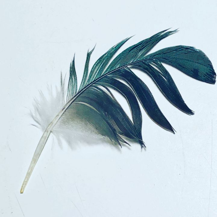 Ruffled Parrot Feather - The Artiste - Photography, Animals, Birds ...