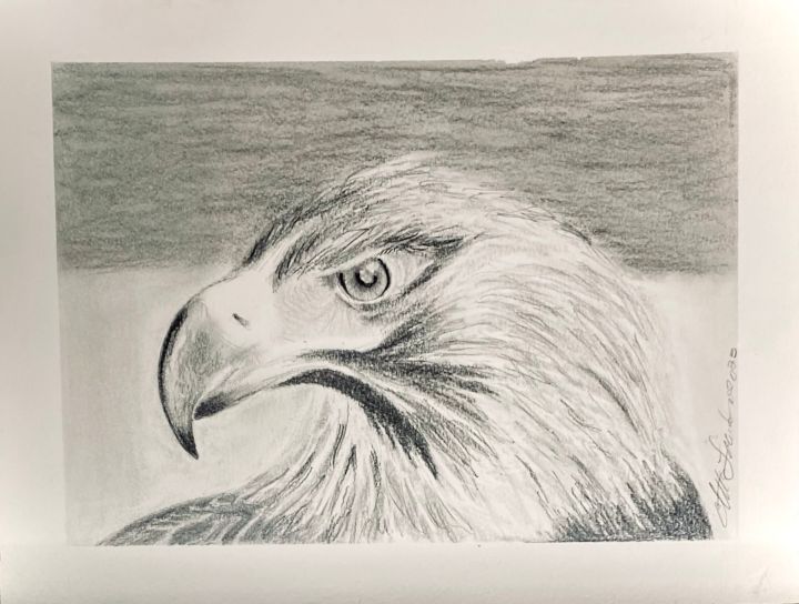 Hawk - Artsy Inks and Hues - Drawings & Illustration, Animals, Birds ...