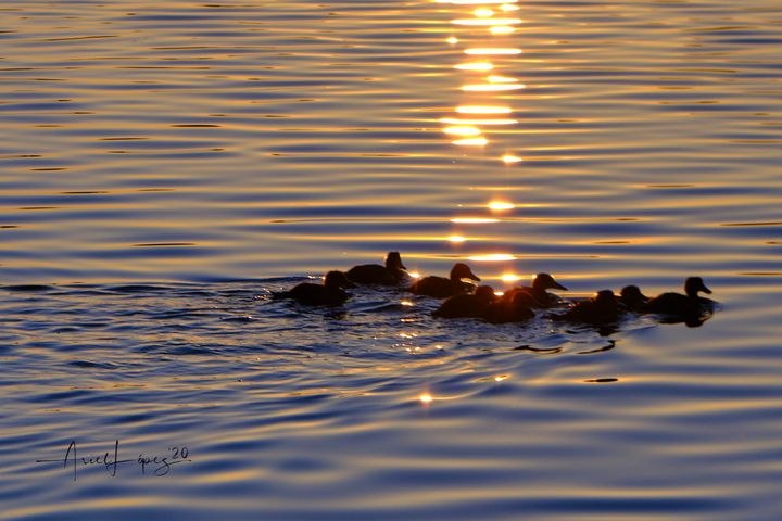Ducklings at Sunset - Ariel López Photography - Photography, Animals ...
