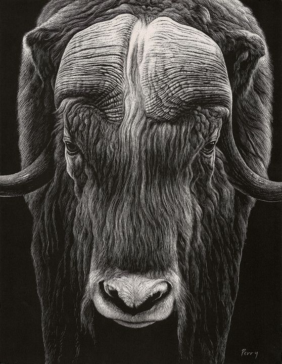 Musk Ox I - Nathan Perry Fine Art - Drawings & Illustration, Animals ...