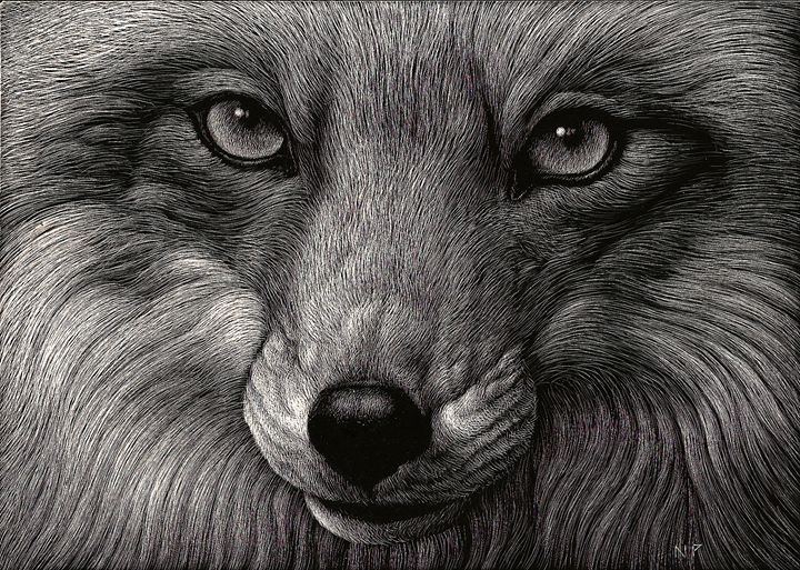 Fox - Nathan Perry Fine Art - Drawings & Illustration, Animals, Birds ... Fox - Nathan Perry Fine Art - Drawings & Illustration, Animals, Birds ...