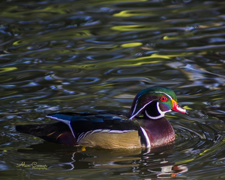 Alan Comer Photography - Photography