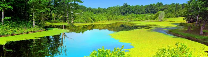 Mossy Pond - Digital Perfections - Photography, Landscapes & Nature ...