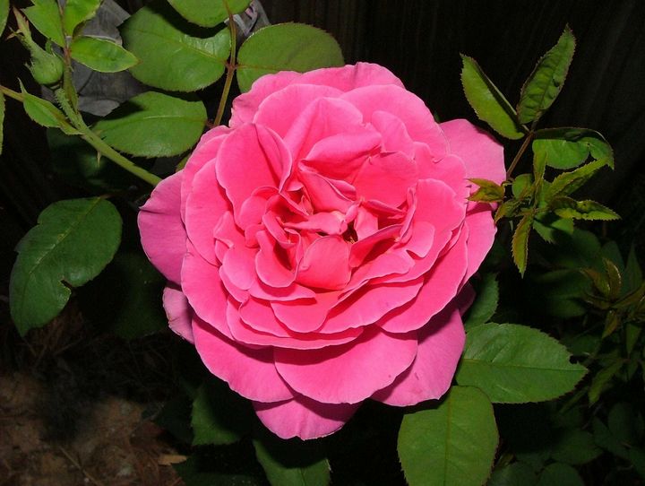 Pink Rose - Digital Perfections - Photography, Flowers, Plants, & Trees ...