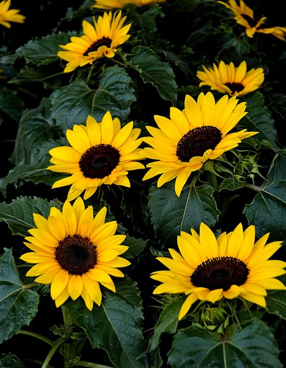 Colorful Sunflowers - Richard W. Jenkins Gallery - Photography, Flowers ...