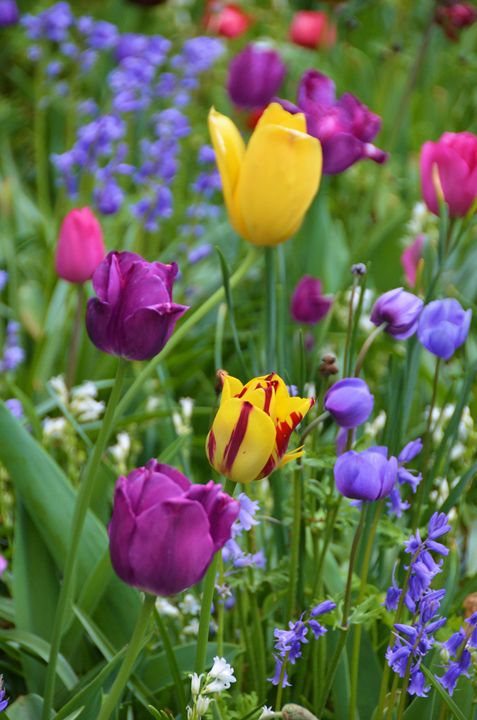 Flowers Tulips - Richard W. Jenkins Gallery - Photography, Flowers ...