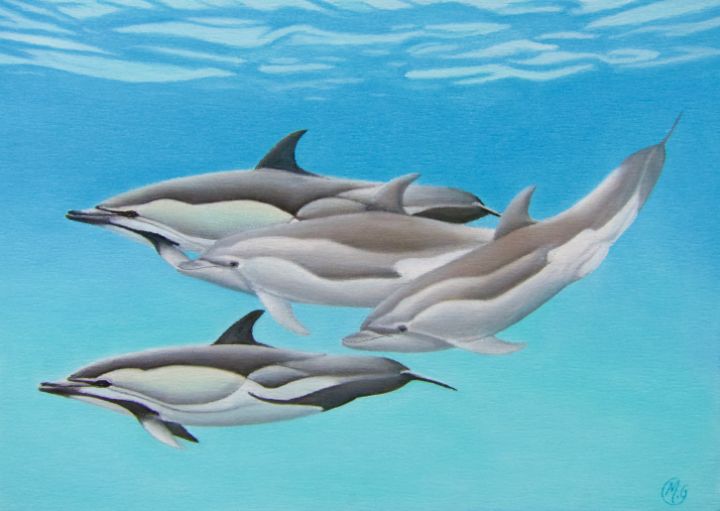 Dolphin Interactions - Melinda Groves - Drawings & Illustration ...