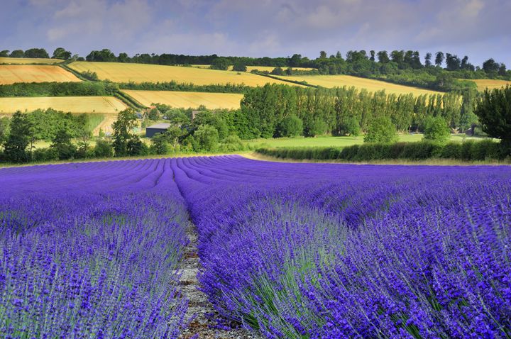 Lavender field, Kent - Tim Gartside Photography - Photography, Flowers ...