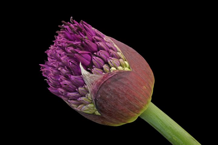 Allium - Photography