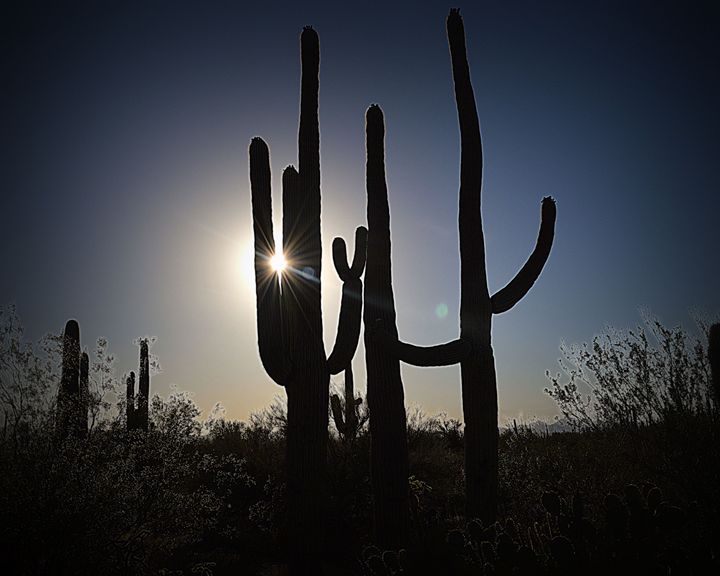 Through the Gap - John Wortman - Photography, Flowers, Plants, & Trees ...