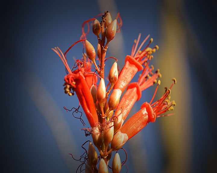 Love - John Wortman - Photography, Flowers, Plants, & Trees, Flowers ...