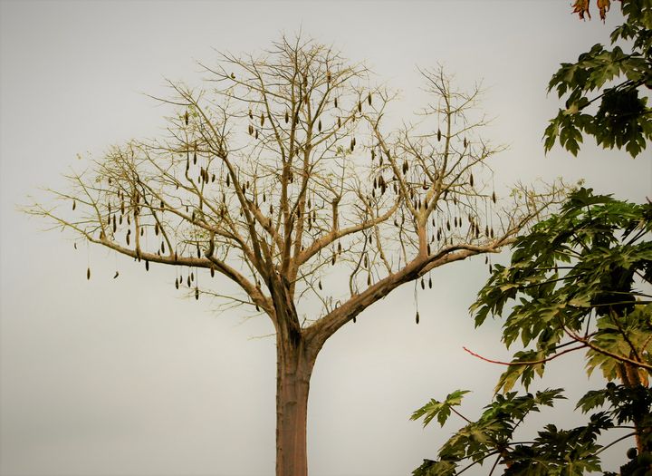 The Tree of Mucua - LEVEL V GALLERY - Photography, Flowers, Plants ...