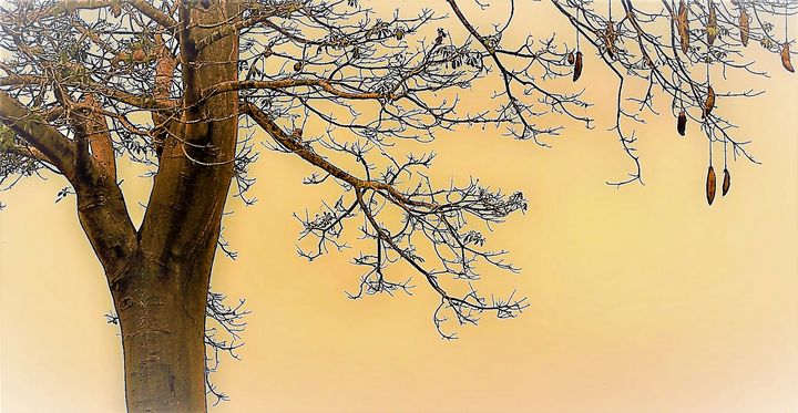 Mucua - LEVEL V GALLERY - Photography, Food & Beverage, Fruit, Exotic ...