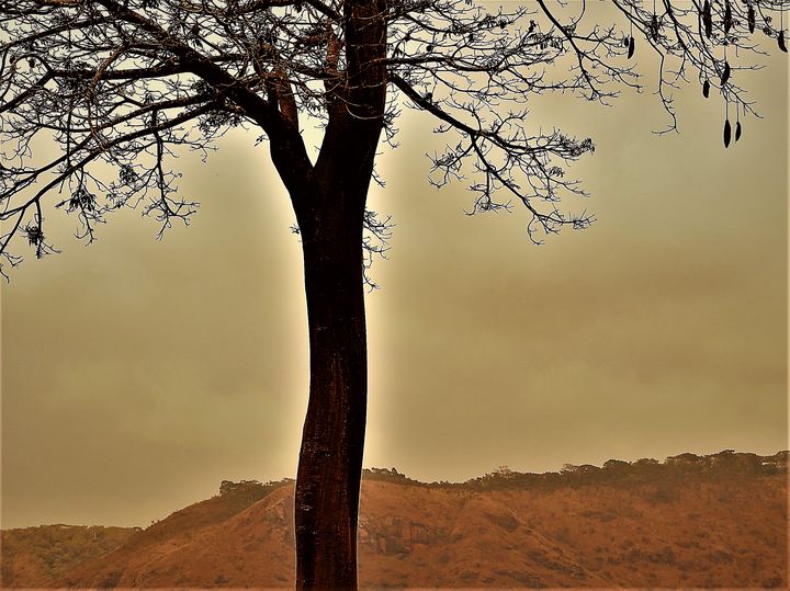 Boab Tree - LEVEL V GALLERY - Photography, Flowers, Plants, & Trees ...