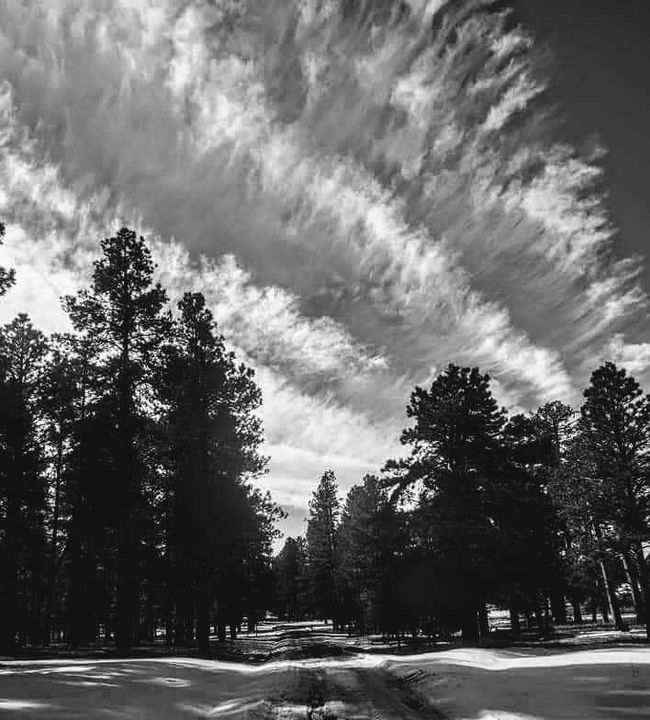 Pineways - COOLEYS NATURE - Photography, Landscapes & Nature, Skyscapes ...