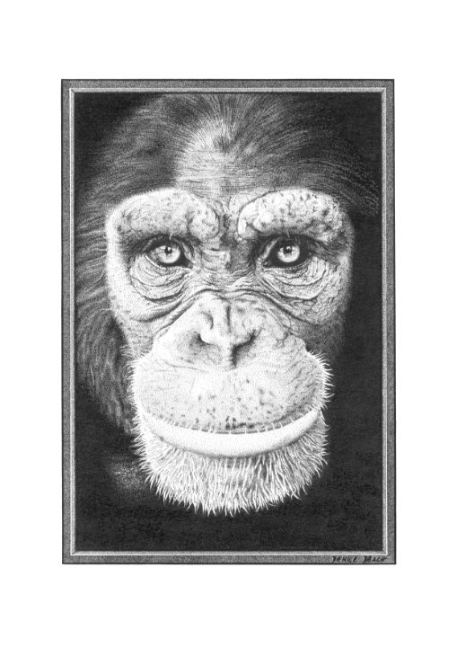 denice beach - Drawings & Illustration