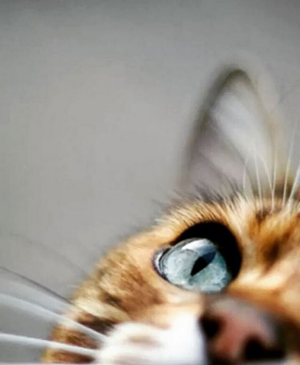 Eye of Curiosity - Angelus.Nix - Photography, Animals, Birds, & Fish ...