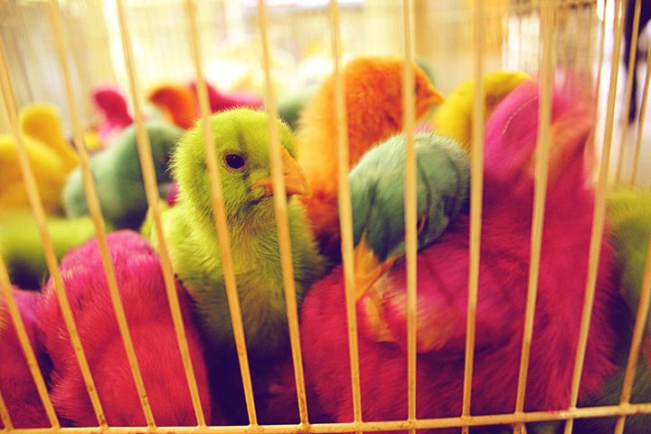 Caged - Arts by sujithrk - Photography, Animals, Birds, & Fish, Birds ...