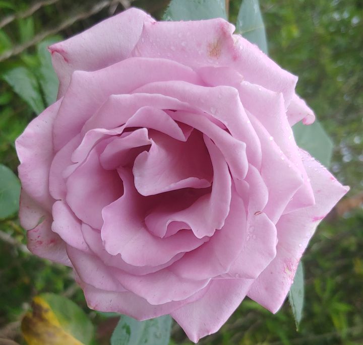 Hint of Lavender Rose - SNS by Sarah - Photography, Flowers, Plants ...