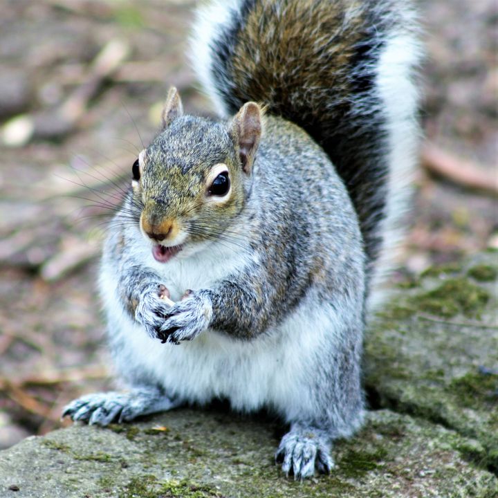 Happy Squirrel - My Eye - Photography, Animals, Birds, & Fish, Other ...