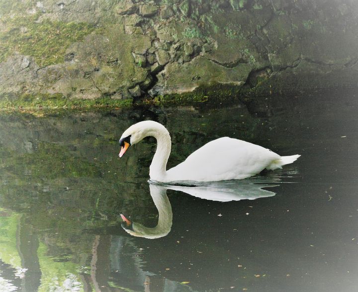 swan reflection - My Eye - Photography, Animals, Birds, & Fish, Birds ...