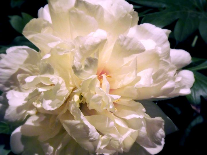 Bliss Musing Creative Photography Flowers Plants Trees