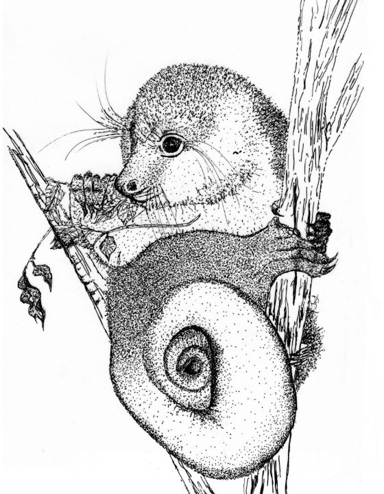 Cus Cus - TinaJostDesigns - Drawings & Illustration, Animals, Birds ...