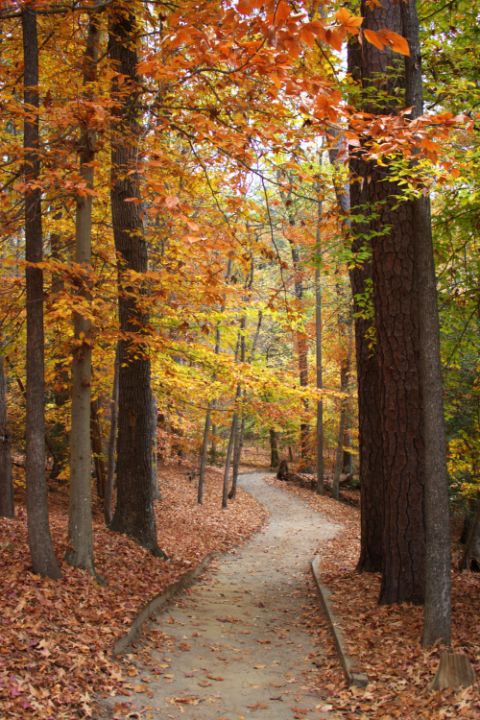 Autumns Whisper - MFS Photography - Photography, Landscapes & Nature ...