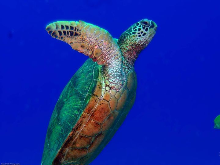 Up up and away turtle - Robert X Roth - Photography, Animals, Birds ...