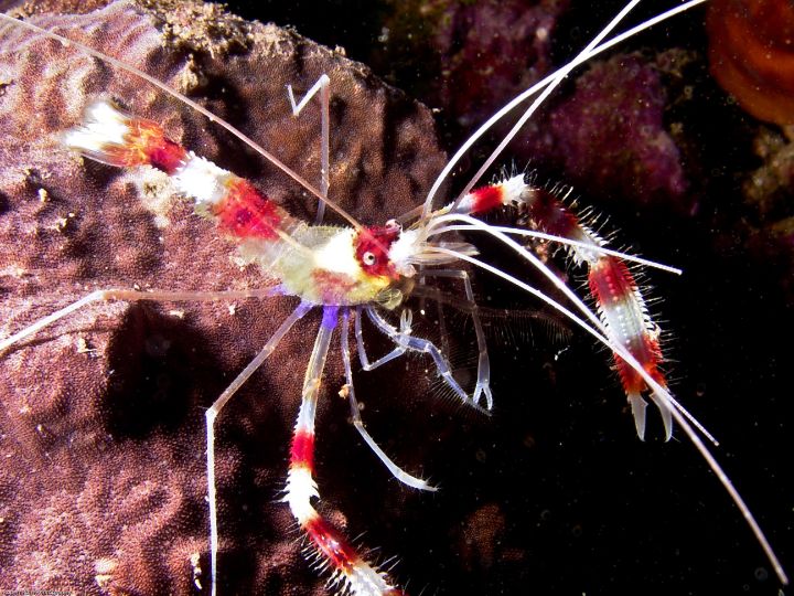 Banded Coral Shrimp - Robert X Roth - Photography, Animals, Birds ...