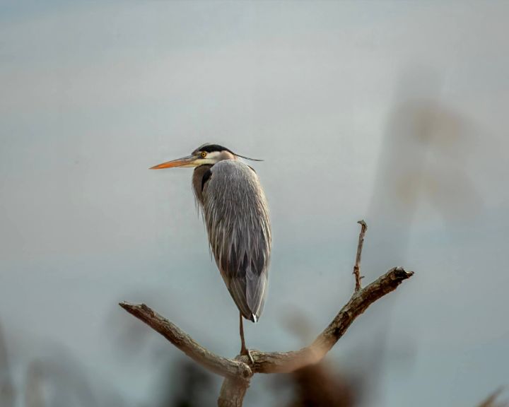 Blue Heron - Robert X Roth - Photography, Animals, Birds, & Fish, Birds ...