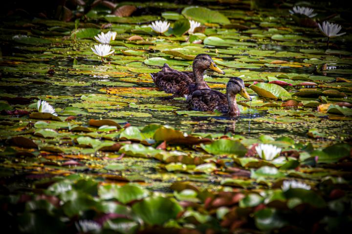 Ducking Out!! - Robert X Roth - Photography, Animals, Birds, & Fish ...