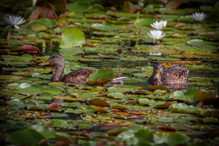 Just Ducky - Robert X Roth - Photography, Animals, Birds, & Fish, Birds ...