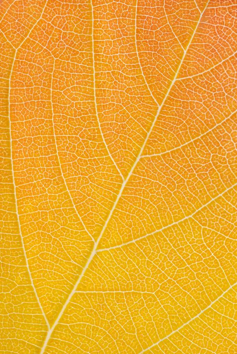 Autumn Leaf - Philippe Monthoux - Photography, Landscapes & Nature ...