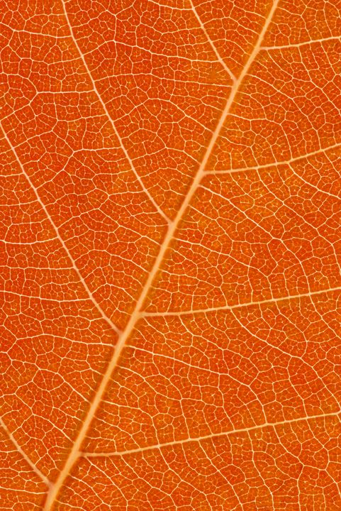 Autumn Leaf - Philippe Monthoux - Photography, Landscapes & Nature ...