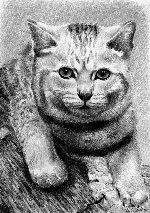 Tabby cat in graphite - Melissa White (Easelartworx) - Drawings ...