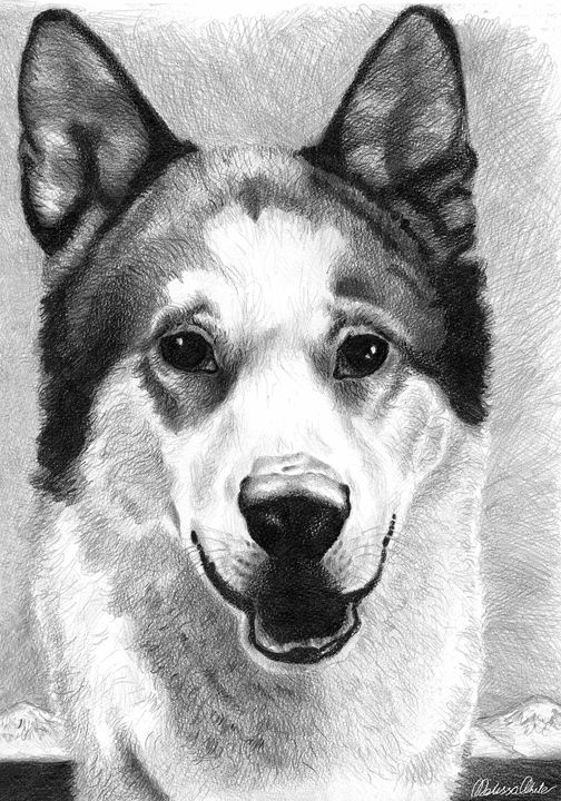 Husky Portrait - Melissa White (Easelartworx) - Drawings & Illustration ...