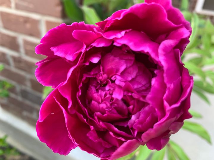 Dark pink - Rinky - Photography, Flowers, Plants, & Trees, Flowers ...