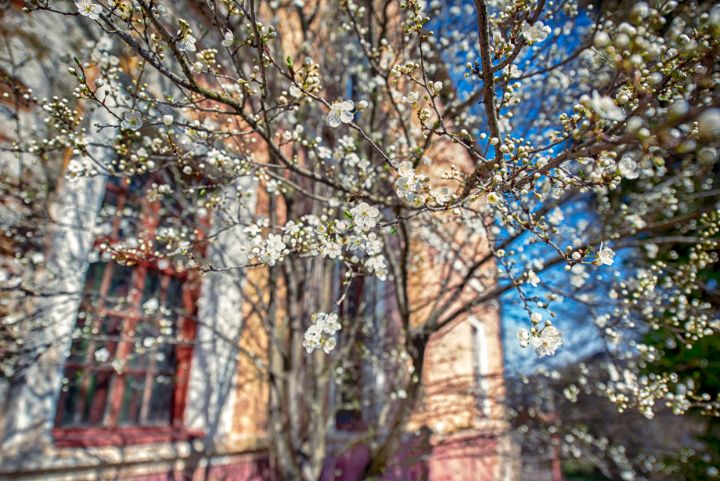 Springtime - my point of view - Photography, Flowers, Plants, & Trees ...