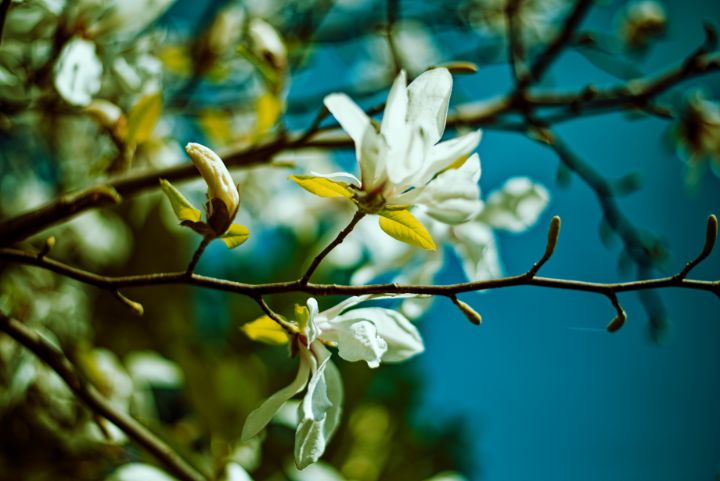 Magnolia - my point of view - Photography, Flowers, Plants, & Trees ...